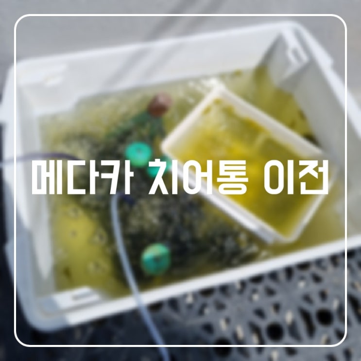메다카 치어통 이전 : 네이버 블로그