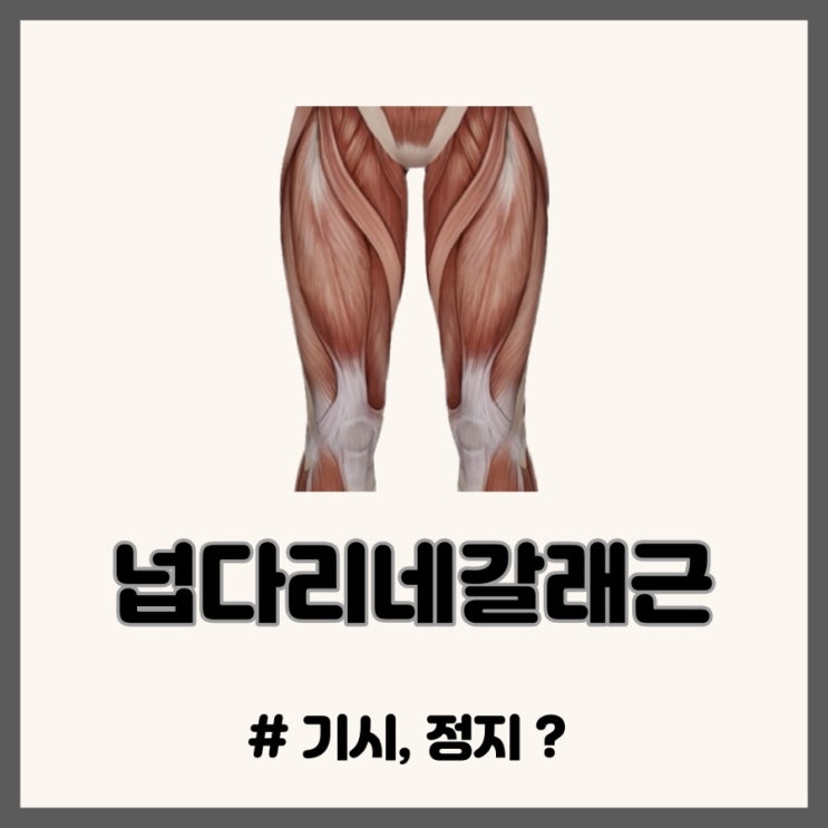 넙다리네갈래근대퇴사두근 기시 정지 이는곳 닿는곳 작용 신경 네이버 블로그