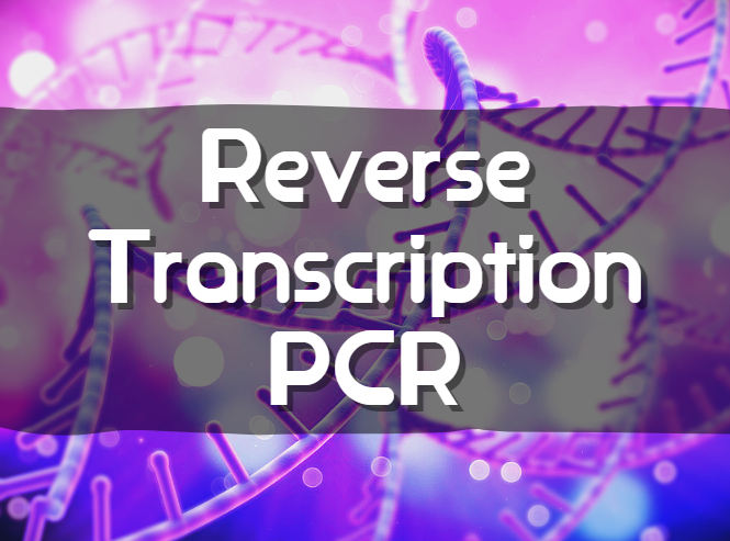 [실험정보] cDNA 합성, RT-PCR(Reverse Transcription PCR) : 네이버 블로그