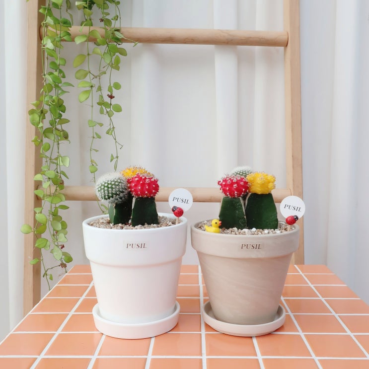 세자매 선인장 모듬 다육이 화분 접목 키우기 귀여운 화분 선물 공기정화식물 플랜테리어 초보식물 PUSIL 푸실 : 네이버 블로그