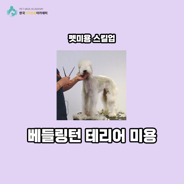 베들링턴 테리어 미용 견종 특성을 살린 스포팅컷 배우기 네이버 블로그