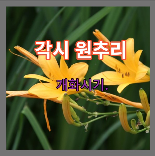각시원추리 꽃말개화시기원추리 특징원추리종류효능 네이버 블로그