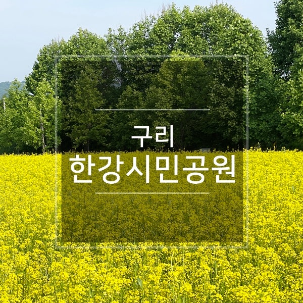 구리 한강시민공원 유채꽃축제 나들이 강아지와 한강 걷기 5월 가볼만한곳 드라이브코스 경기도 여행지 추천 유채꽃밭 꽃구경
