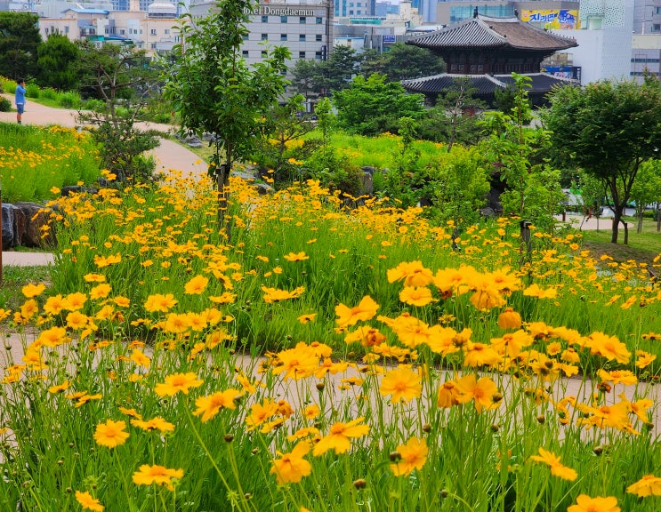 동대문 흥인지문공원 감똑 금계국 꽃길 한양도성 성곽길 산책하기 네이버 블로그
