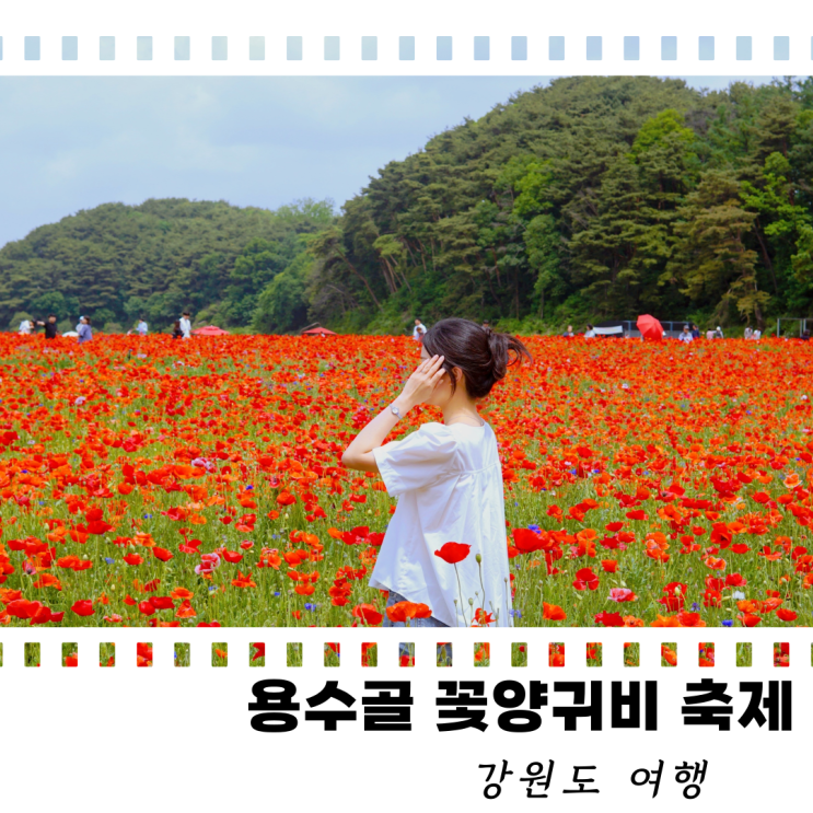 용수골 양귀비 축제 기본정보 5월 6월 원주 가볼만한곳 주차요금포토존깡통열차 국내 강원도 여행지 꽃양귀비데이지 청보리밭