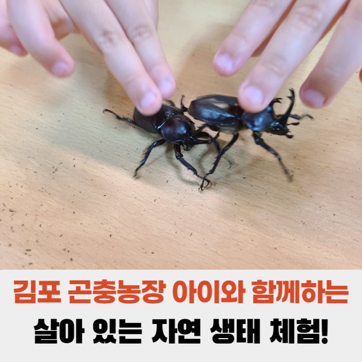 김포 곤충농장 아이와 함께하는 살아 있는 자연 생태 체험 네이버 블로그