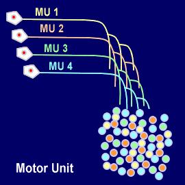 MUP (motor unit potentials) : 네이버 블로그