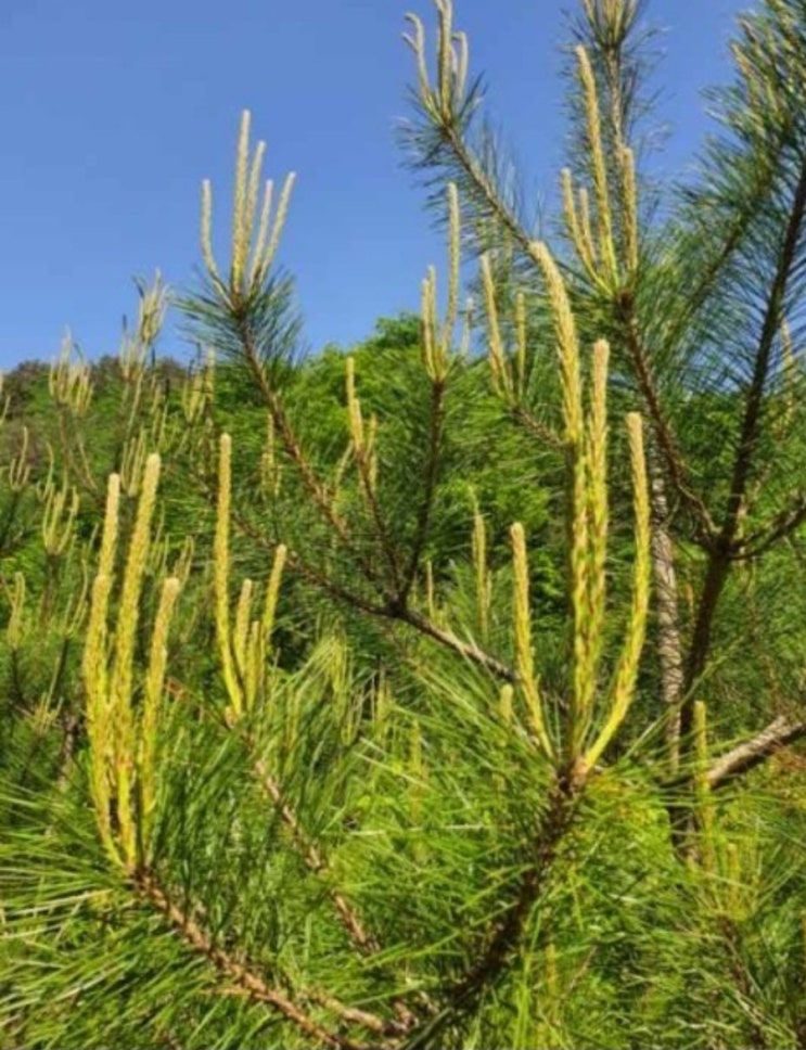 솔순으로 돼지고기 수육 해 먹기 : 네이버 블로그