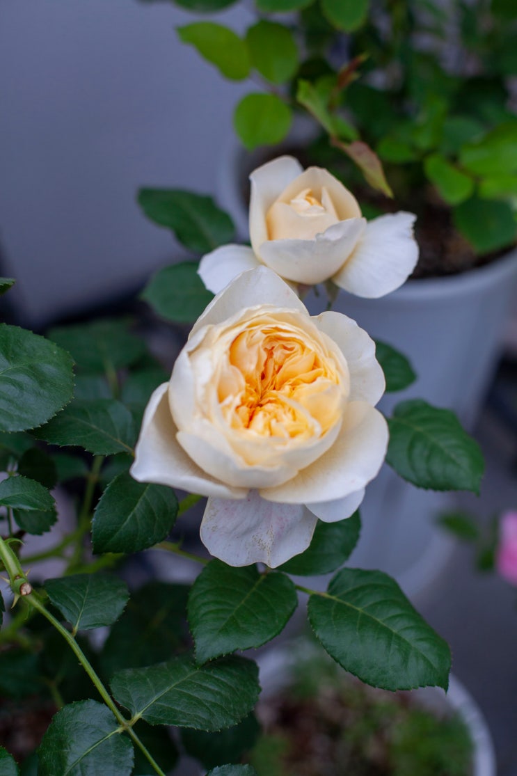 도른자의 변 : 네이버 블로그