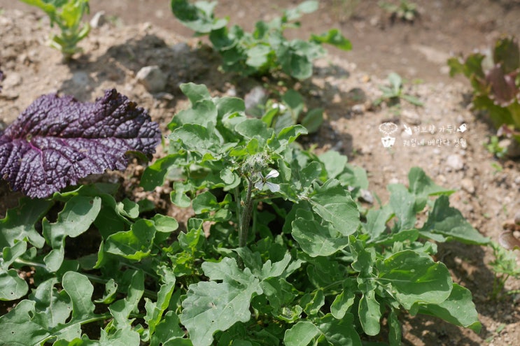 식용 허브 키우기/루꼴라 - 씨앗, 꽃대 (+와일드 루꼴라 포함) : 네이버 블로그