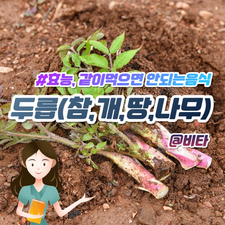 두릅 효능 12가지 땅두릅 참두릅 나무두릅 개두릅엄나무순 부작용은 네이버 블로그