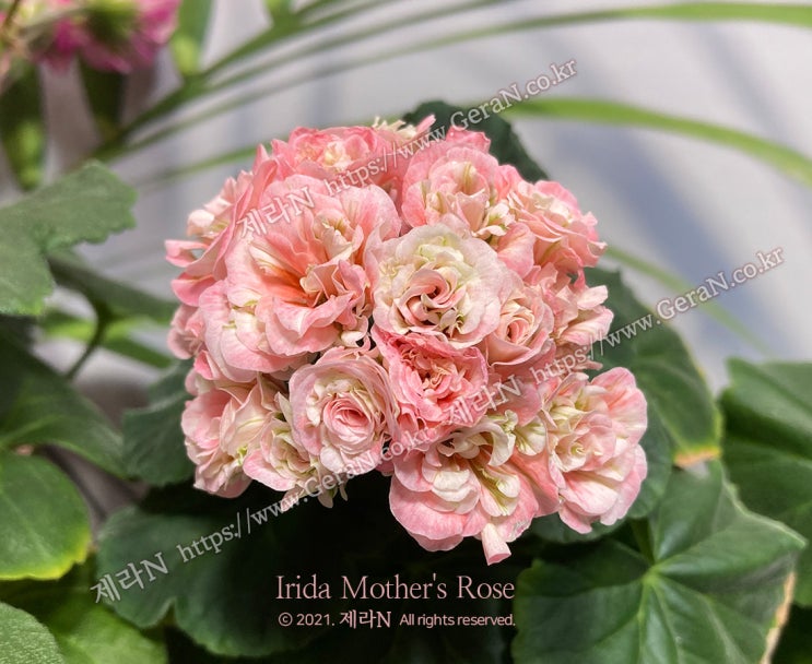이리다 마더스 로즈 Irida Mother's Rose - 너무 이쁜 장미꽃다발 제라늄 : 네이버 블로그