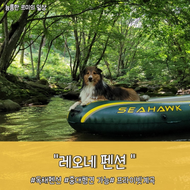 계곡이 있는 프라이빗 독채 펜션으로 애견동반 휴가는 어떠세요레오네펜션 네이버 블로그