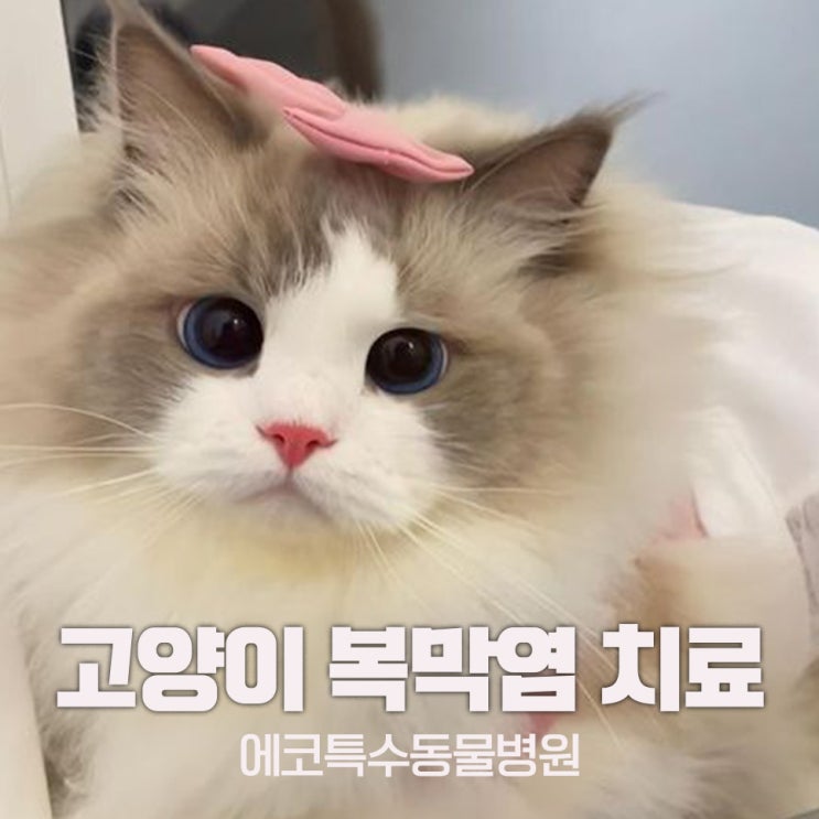 고양이 전염성 복막염 치료 양한방 Fip 케어센터 네이버 블로그