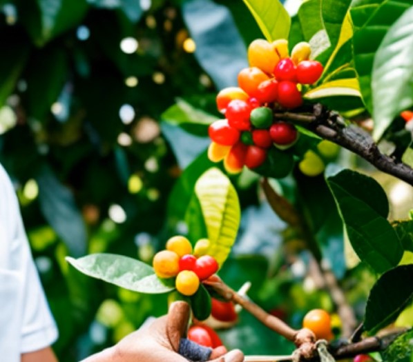 하와이안 하와이 코나 커피 원두, 고급 커피 향과 특별한 풍미 : 네이버 블로그