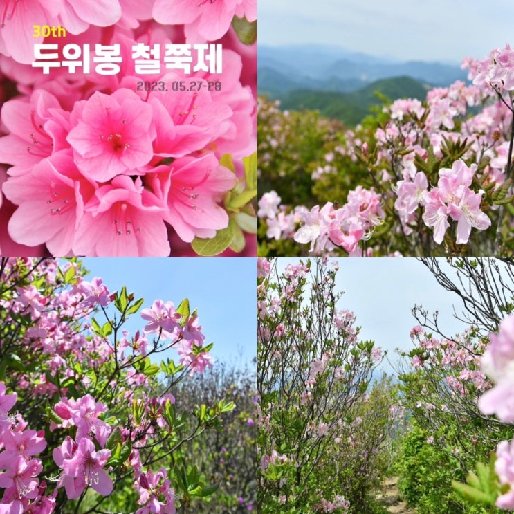 5월 꽃구경 가볼만한 국내여행지 강원도 정선 두위봉 철쭉제 추천 철쭉동산 데이트 등산하기 좋은산 네이버 블로그