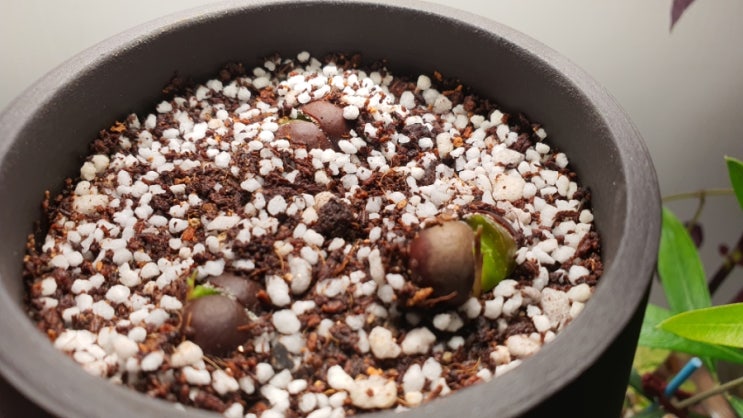 녹차나무 키우기 씨앗발아 씨들링 How To Grow Green Tea Tree Seeds : 네이버 블로그