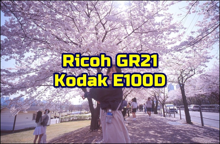 리코 GR21 │ 코닥 E100D │ 슬라이드필름으로 담은 윤중로 벚꽃엔딩 : 네이버 블로그