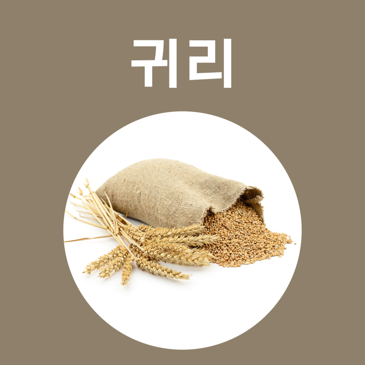 식이섬유 많은 음식 귀리 효능 칼로리 먹는법 수용성 식이섬유 혈당 관리 장 건강 장내 유익균 미생물 귀리밥 네이버 블로그