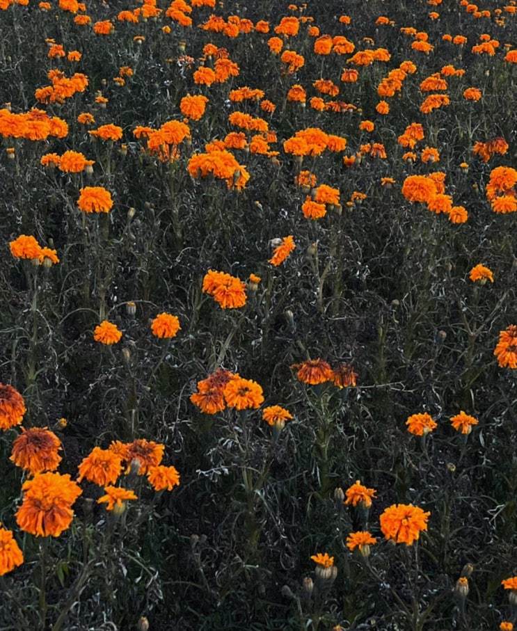 기금 e 든든 사전 신청 및 HUG vs HF 비교하기 : 네이버 블로그