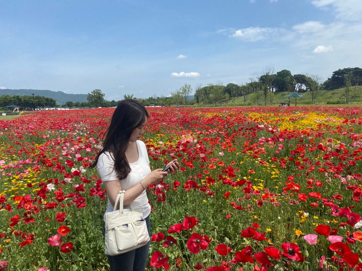 경주 여행경주 가볼만한곳 대릉원 첨성대 양귀비 꽃밭 네이버 블로그