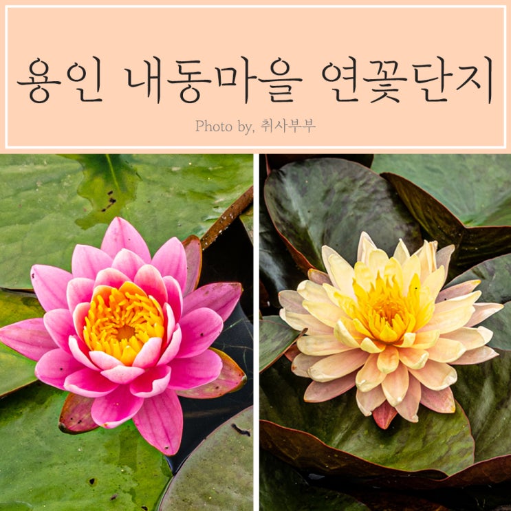 용인 여행 내동마을 연꽃단지 가볼만한곳 주차 화장실 네이버 블로그
