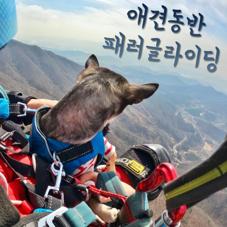 양평) 애견동반 패러글라이딩 체험 추천 에어비앤비 애견독채숙소 '소곤소곤' : 네이버 블로그