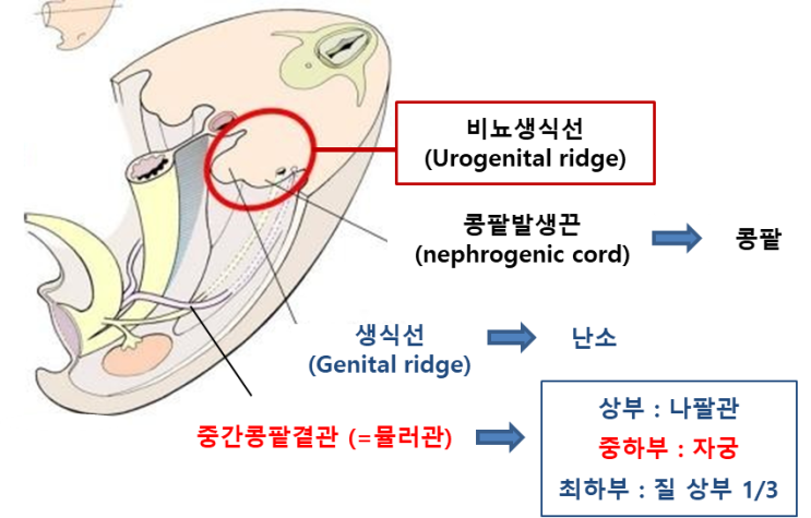 자궁요인 선천성 자궁기형 뮬러관기형 중격자궁 쌍각자궁 중복자궁두자궁 궁형자궁 단각자궁 네이버 블로그