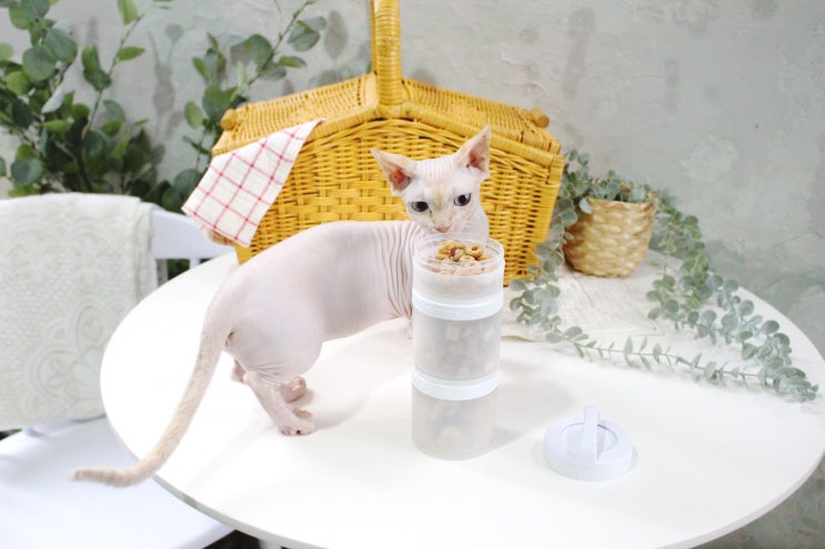 캐리핸들형 고양이 강아지간식통 위스크웨어 익스팬션팩 네이버 블로그