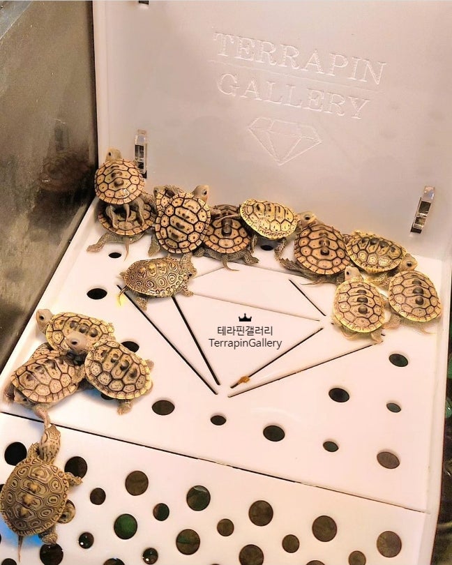 테라핀갤러리 개관안내 - 6월 1주차 : 네이버 블로그