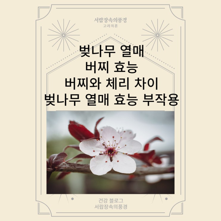벚나무 열매 효능 버찌 효능 버찌와 체리 차이점 버찌 효능 벚나무열매 부작용 네이버 블로그