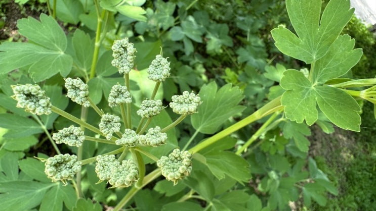 Ledebouriella 방풍 : 네이버 블로그