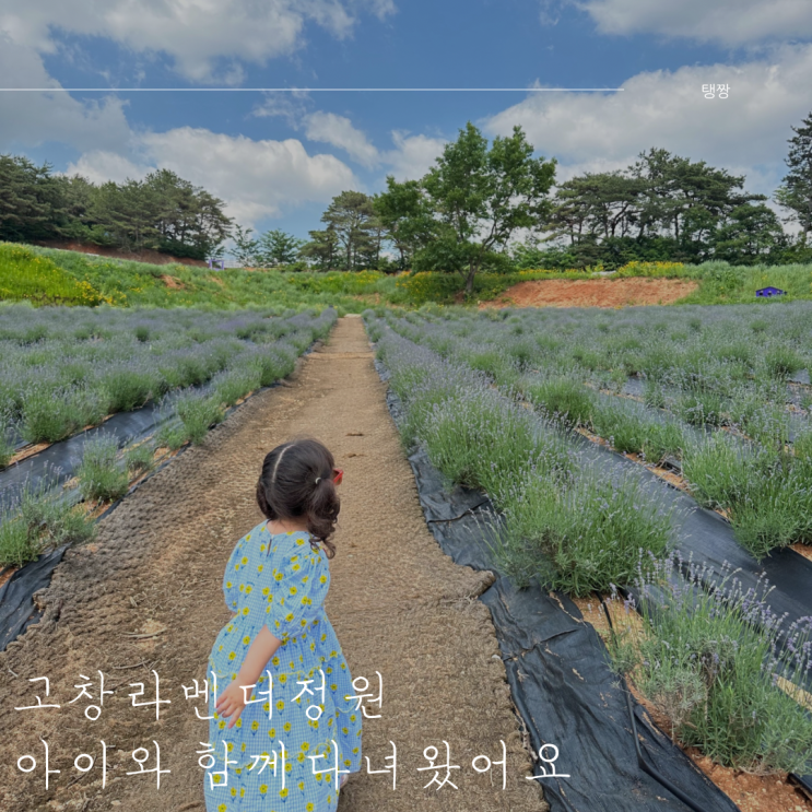 고창 라벤더 축제 고창 가볼만한 곳 추천아이와 함께 가기 좋은 곳 반려견 동반가능 데이트 코스 네이버 블로그