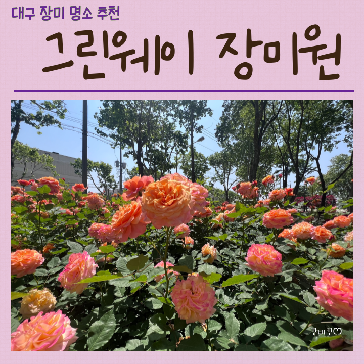 대구장미공원 실시간 개화 상황 후기 서구 그린웨이 장미원 대구장미명소추천 네이버 블로그