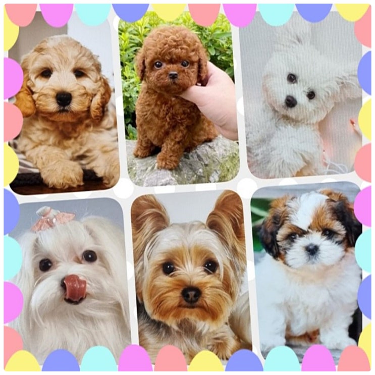 털 안빠지는 강아지 종류 알레르기 적은 소형견 네이버 블로그
