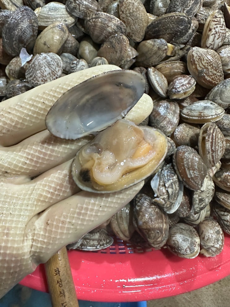 오동통 살이 꽉찬 바지락살 작업기 : 네이버 블로그