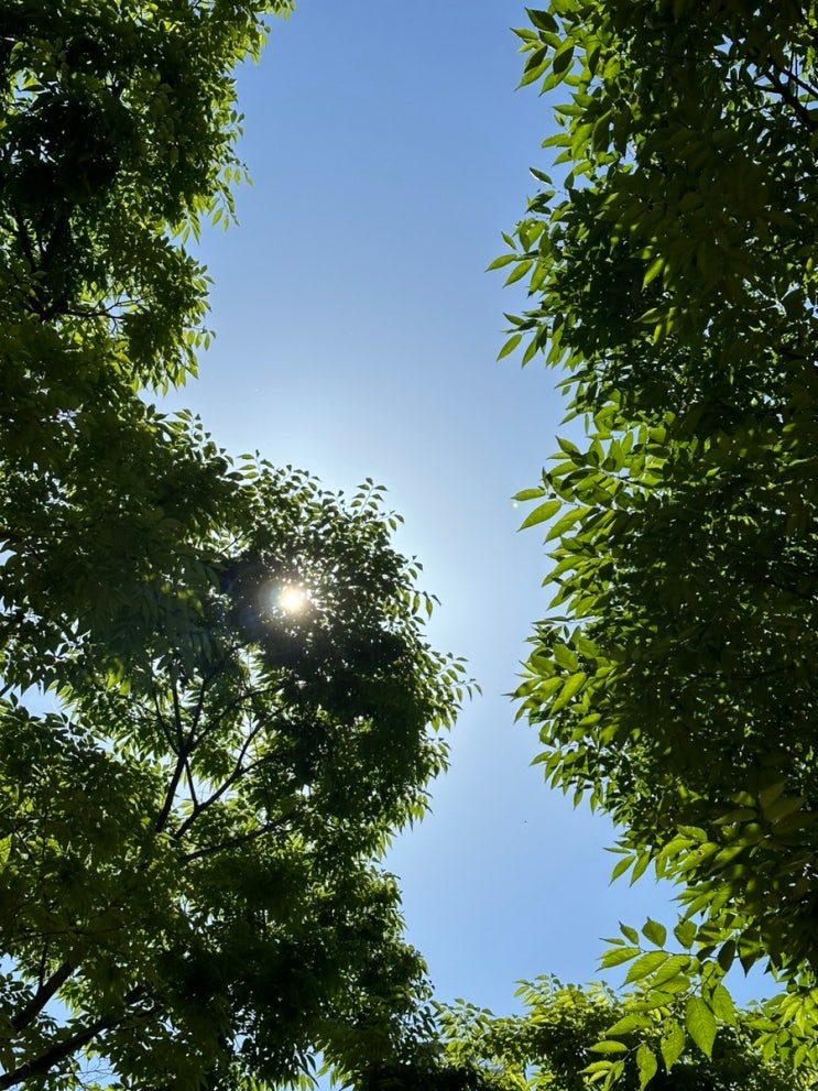 사라진 달팽이 외 : 네이버 블로그