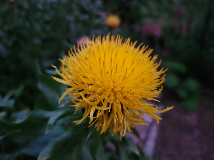 센토레아 : 네이버 블로그