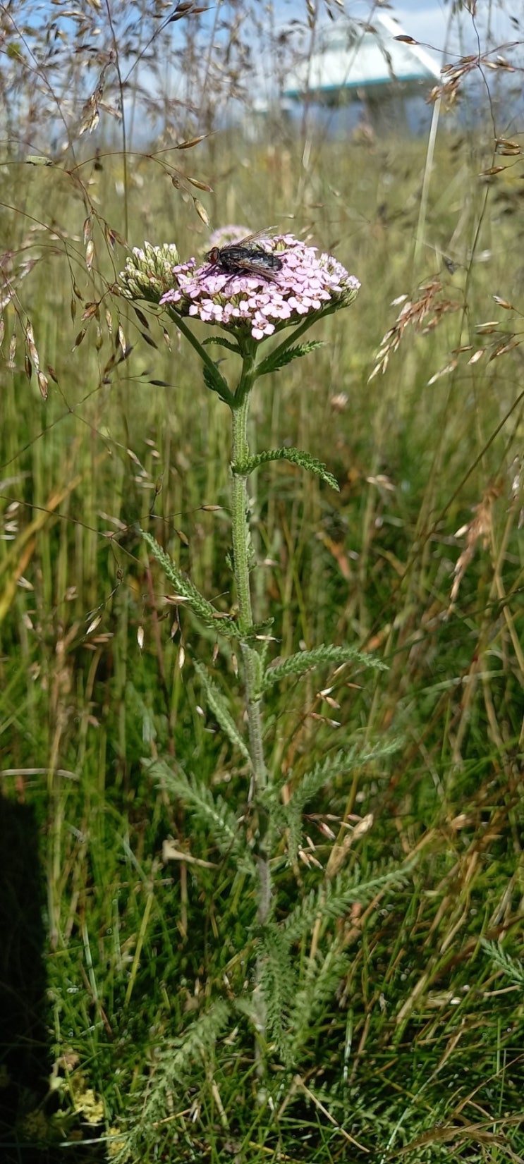 Achillea 야로우 yarrow 톱풀 : 네이버 블로그