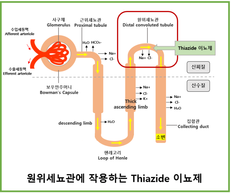 티아지드thiazide 이뇨제의 원위세뇨관 작용기전 효능 효과와 부작용 네이버 블로그