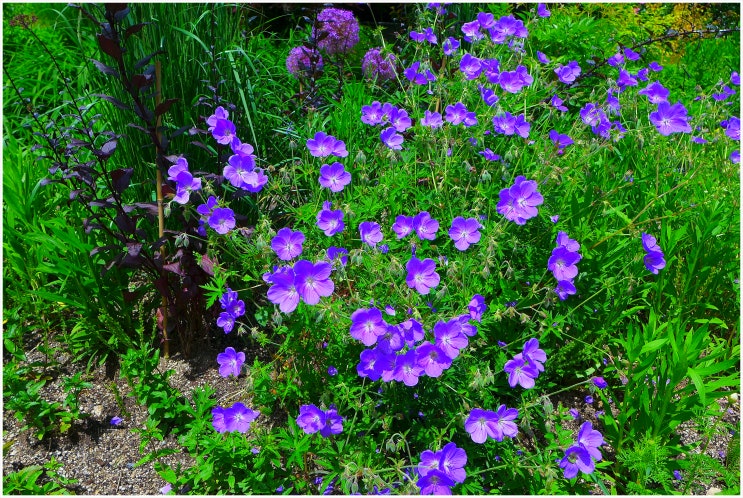 제라늄 오리온 (geranium-orion-cranesbill : 네이버 블로그
