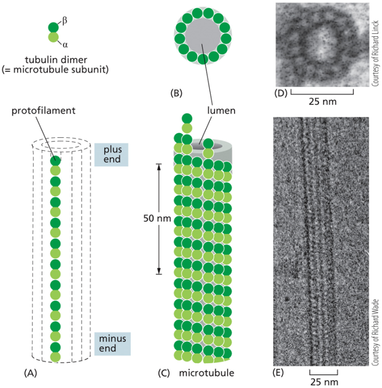 chapter 17. 세포골격 (2) 세포골격(cytoskeleton): 미세소관 (microtubule) : 네이버 블로그