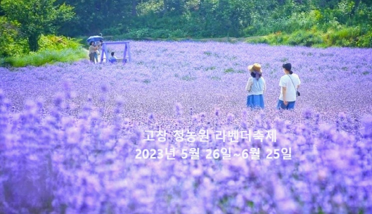 고창 청농원 라벤더축제 고창상하농원 정읍 허브원 라벤더 절정시기 전북 가볼만한곳 네이버 블로그