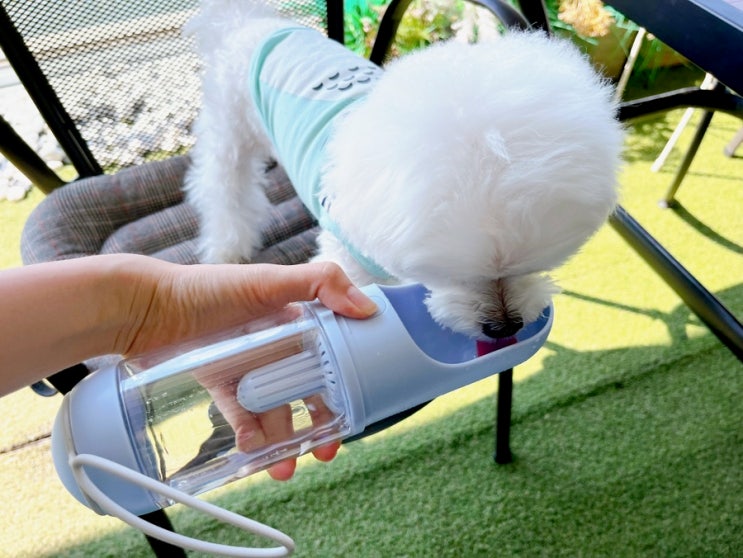 강아지 물병 바비온 캡슐물통 산책 필수품 : 네이버 블로그