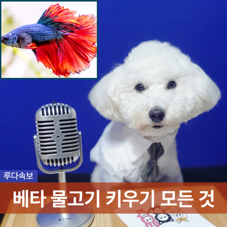 베일 베타 물고기 키우기 합사 먹이 어항 거품집 수명 등 모든 것 네이버 블로그