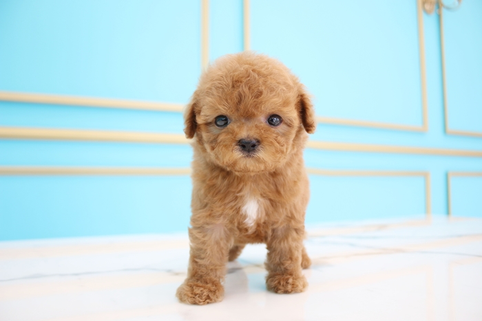 초소형견 가족맞이 전 작은강아지종류 알아보고 준비해요 네이버 블로그