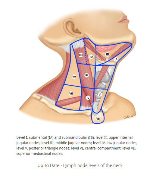 [경부초음파] r/o Reactive lymph node hyperplasia : 네이버 블로그