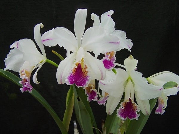 (품종설명) Cattleya mossiae semi -alba pincelada 'VALERIO' OG : 네이버 블로그