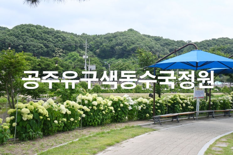 공주 가볼만한곳 유구 수국축제 공주 유구색동수국정원 개화시기6 8 네이버 블로그
