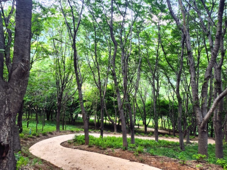 월아산자연휴양림 숲속의진주산책하기 좋은곳월아산산림레포츠월아산수국 네이버 블로그